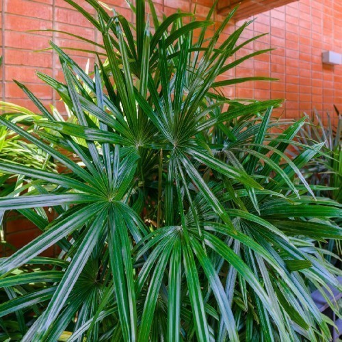 PHOENIX ROEBELENII (DATTIER DU MEKONG DATTIER NAIN) X2 (SE) - Arborescence