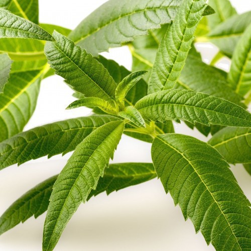 VERVEINE - Arborescence