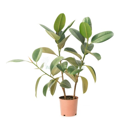 ARBORESCENCE - les produits de pépinière au Maroc - Arborescence