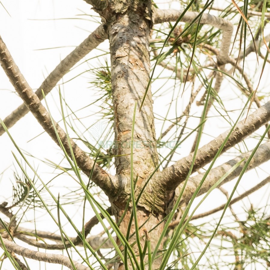 PINUS PINEA (PIN PARASOL PIN PIGNON) - Arborescence