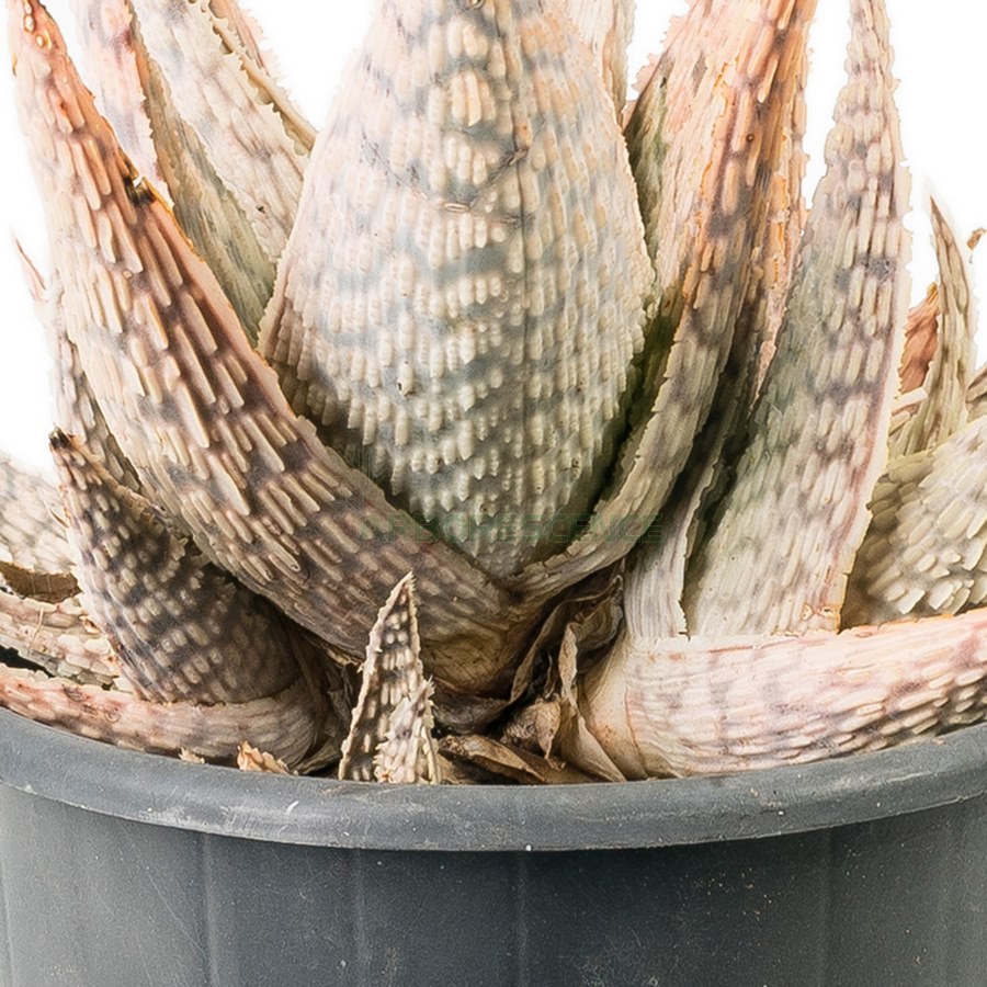 ALOE LATERITIA - Arborescence