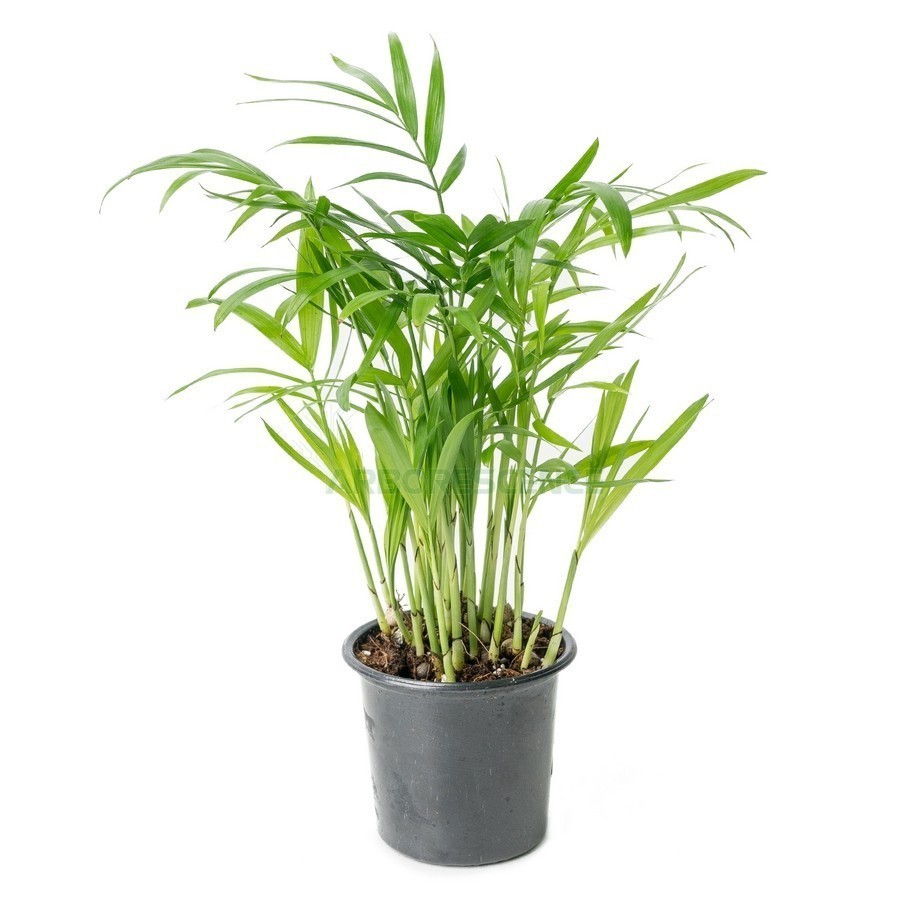 CHAMAEDOREA ELEGANS - Arborescence