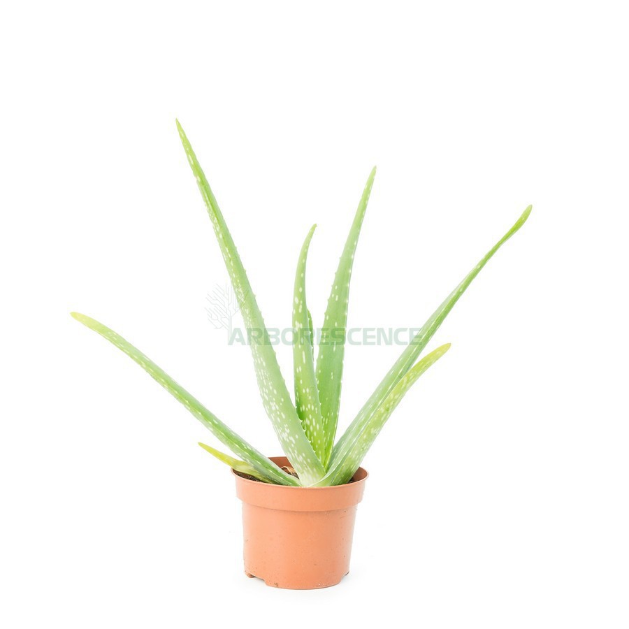 FICUS BENJAMINA PANACHE - Arborescence